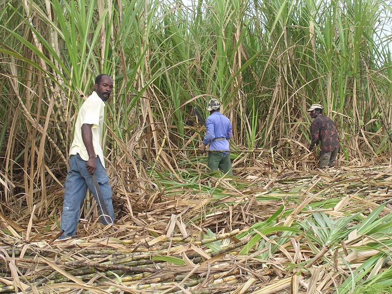 Île Maurice : Jusqu'à 35% d'EnR d'ici 2025 en partie grâce à la canne à ...