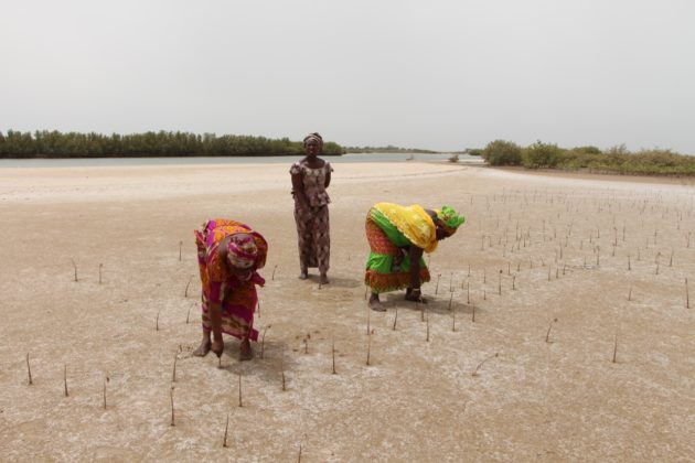 Stratégies de lutte contre la dégradation des sols au Sénégal ...
