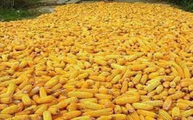 Sénégal : Les acteurs de la filière maïs s’engagent pour la sécurité ...