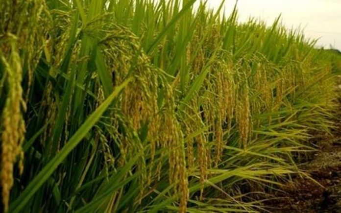 Le Togo vise à couvrir la demande nationale de la filière du riz à l ...