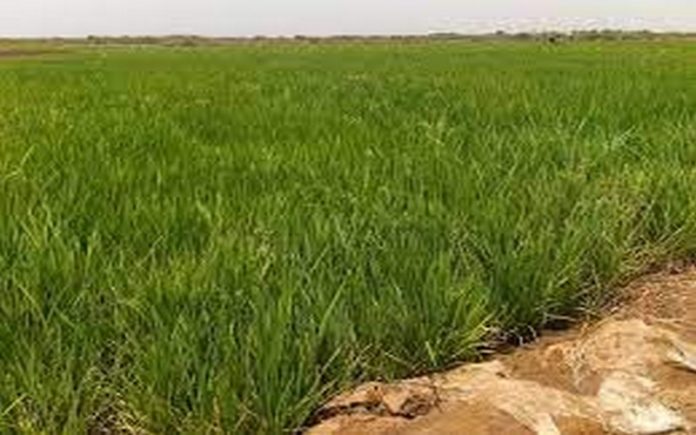 Sénégal : Un atelier de valorisation de la filière du riz pluvial s ...
